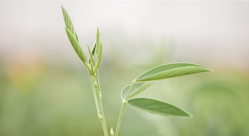 plant Phenotyping - PHENOSPEX