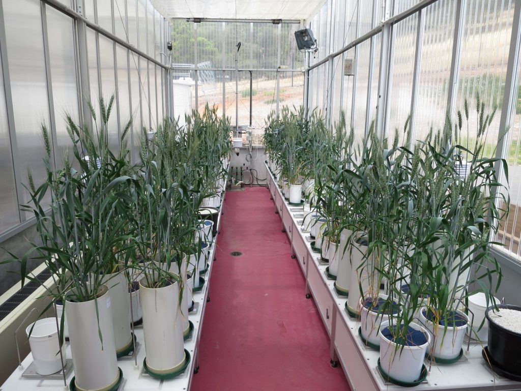 Adelaide TPA DroughtSpotter - PHENOSPEX