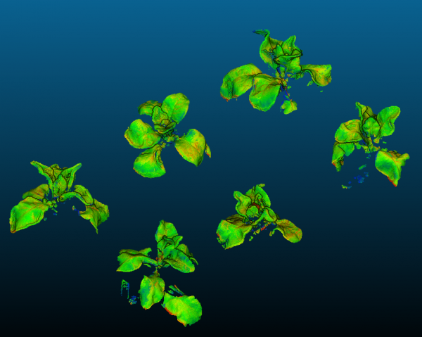 Near infra red (NIR) 3D scan of cabbage - PHENOSPEX